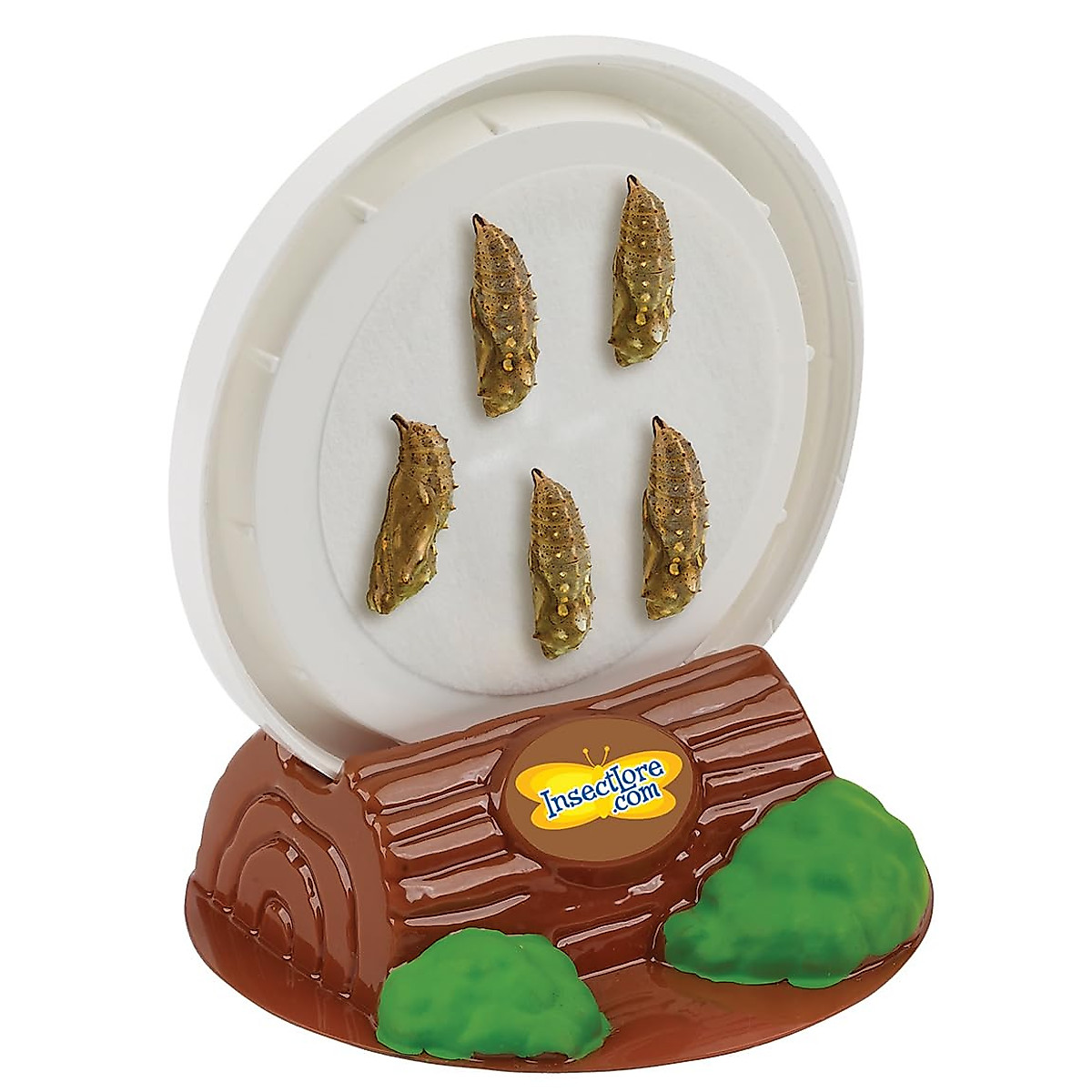 Insect Lore - Butterfly Growing Kit - Clear Front Facing Viewing Panel - Pre-Paid Voucher to Redeem Caterpillars Later – Life Science & STEM Education – Butterfly Science Kit