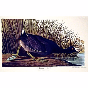 American Coot. From"The Birds of America" (Amsterdam Edition)