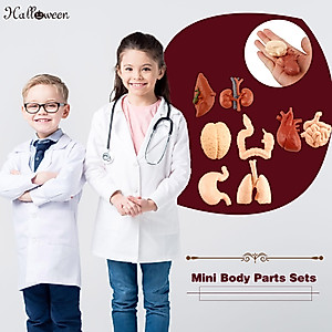 SGBETTER 16 Pack Human Organ Model Human Anatomy Toy Halloween Fake Simulation Human Body Parts for Kids Physiology Study Tools Halloween Decor, 8 Styles