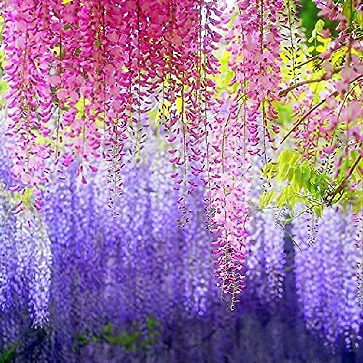 6 Pieces Wisteria Artificial Flower 45 inch Bushy Silk Vine Ratta Hanging Garland Hanging for Wedding Party Garden Outdoor Greenery Office Wall Decoration (Pruple Blue(6 pcs))