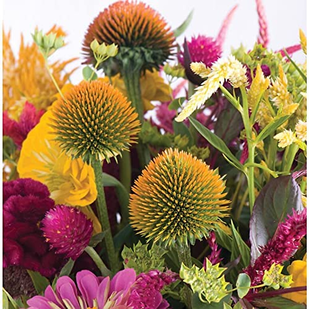 David's Garden Seeds Herb Echinacea Purpurea FBA-00023 (Purple) 200 Non-GMO, Heirloom Seeds