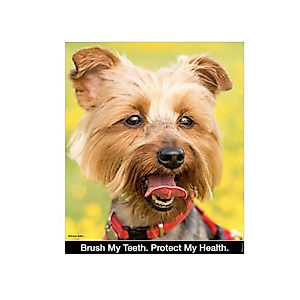 Brush My Teeth Small Dog Toothbrush, Rounded Brush Head -Soft Flexible Bristles, Safe and Gentle Brushing for Small Dogs, Small Breeds and Puppy, Daily Brushing Adds Years of Healthy Life, Multicolor