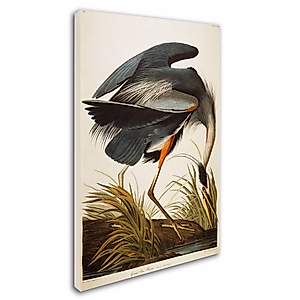 Great Blue Heron Artwork by John James Audubon, 22 by 32-Inch Canvas Wall Art