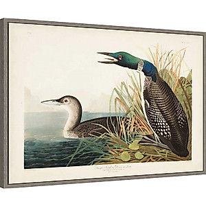 Amanti Art Framed Canvas Wall Art 23x33 Pl 306 Great Northern Diver or Loon by John James Audubon, Framed Wall Art Canvas, Animals Artwork, Country Rustic Decor, Large Poster Painting for Living