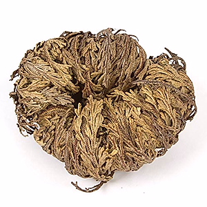 Incense Garden Rose of Jericho Flower The Resurrection Plant (2 Roses)