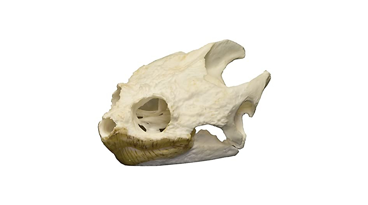 Large Real Snapping Turtle Skull - Quality Specimen