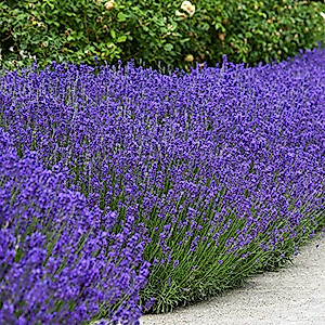 Outsidepride Lavandula Angustifolia True Lavender English Herb Garden Plant Seed - 5000 Seeds