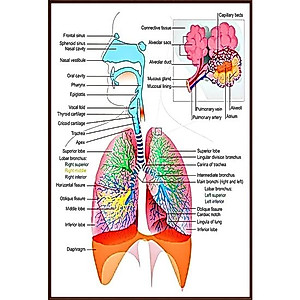 CafePress Respiratory System Mugs Ceramic Coffee Mug, Tea Cup 11 oz