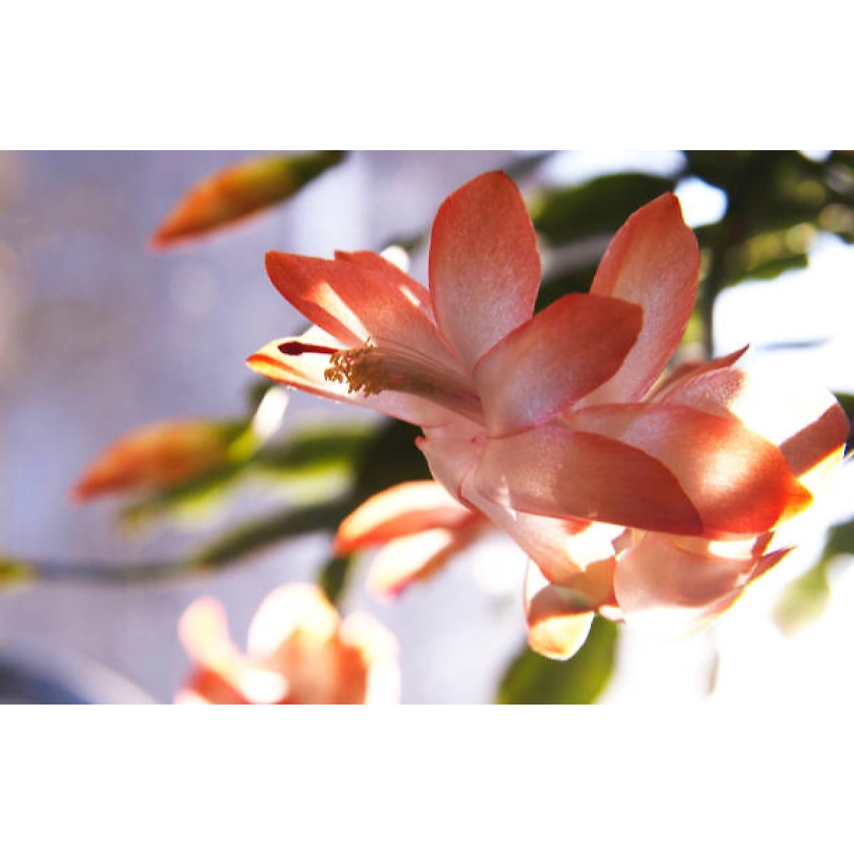 2" Peach Color Christmas Cactus Live Plant. (Peach)