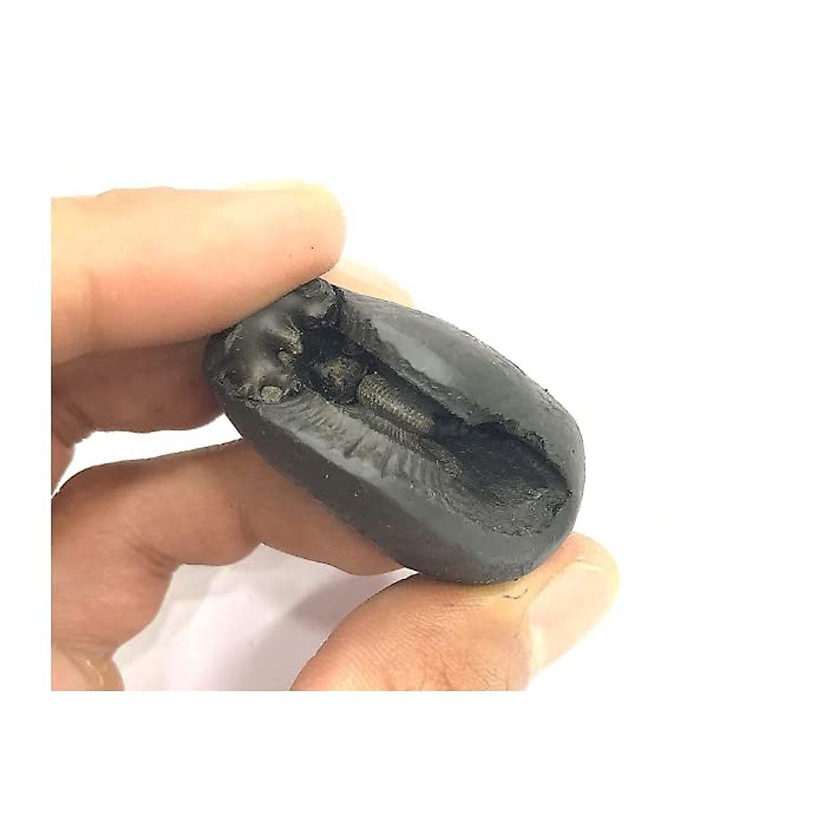 SynSpiritStore Original Shaligram/Shalagram Shila Stone (Approx. 6~9 cm) for Lord Vishnu Pooja and Tulsi Pooja, Nepal Gandaki River Stone