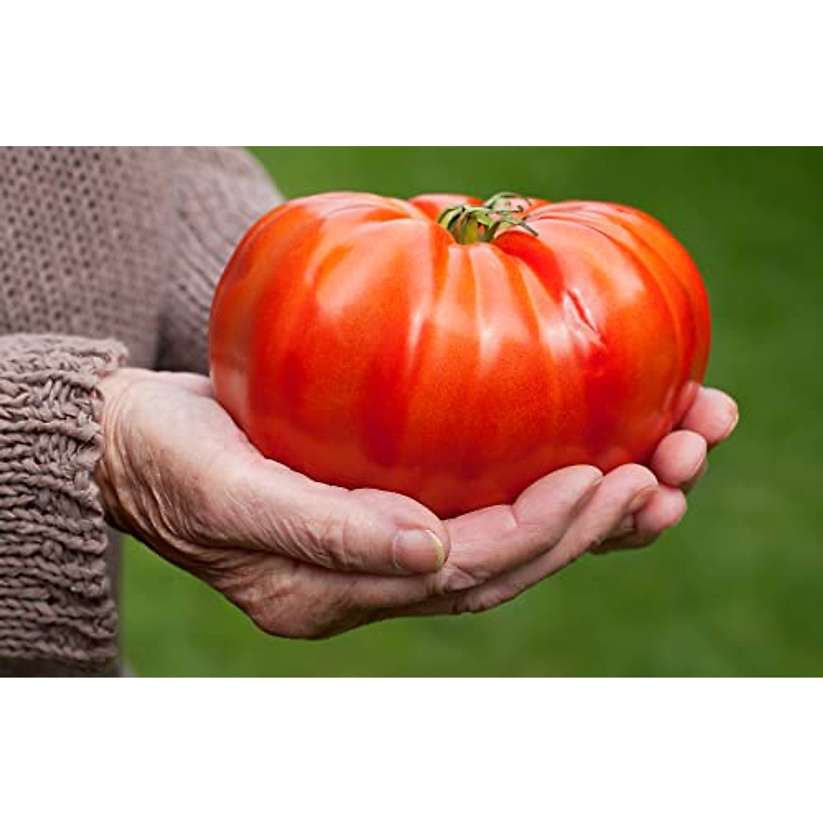 "The Delicious Giant" Beefsteak Tomato Seeds for Planting, 50+ Heirloom Seeds Per Packet, Non GMO Seeds, Botanical Name: Solanum lycopersicum, Can Grow to 1 Pound! Great Gift