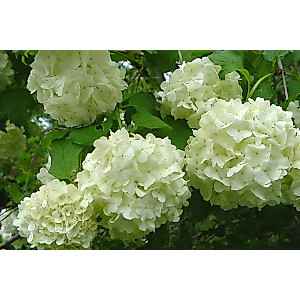 Old Snowball Viburnum Plant Live for Garden, 6 Inc to 9 Inc Tall, Flower Bush Plant