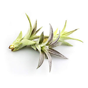 NW Wholesaler - Assorted Collection of 5 Live Tillandsia Air Plants and Air Plant Food - Live Indoor Air Plant Variety Bundle, Succulent Air Plant Bundle, Shop Air Plant Bundles