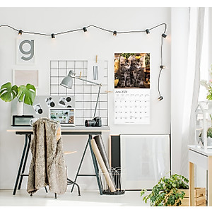 Kittens 2024 Hangable Wall Calendar - 12" x 24" Open - Cute Kitty Cat Photo Gift - Sturdy Thick Beautiful Kitten Photography - Large Full Page 16 Months for Organizing & Planning - Includes 2023