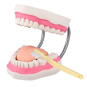 Healthible Tooth Brushing Model - 6 Time Tongue Teeth Model Mouth Model for Speech Therapy Kids Dental Care Teaching Demonstration Model