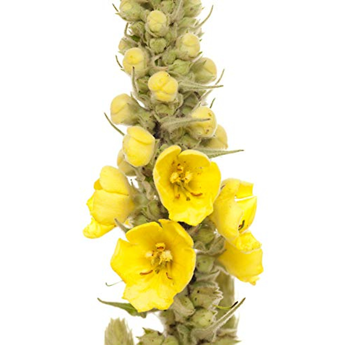 Earthcare Seeds Great Mullein Verbascum thapsus 150 Seeds Heirloom- Non GMO - Open Pollinated