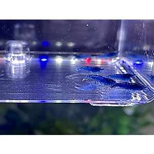Blue Dream Shrimps Live Freshwater Shrimp Aquarium Neocaridina Inverts RCS (10 Shrimps (+2))