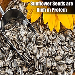 Old Potters Wildlife Striped Sunflower Seeds 3 lbs for Birds and Wildlife, Non-GMO & USA Grown, Attracts Birds (3 Pounds)