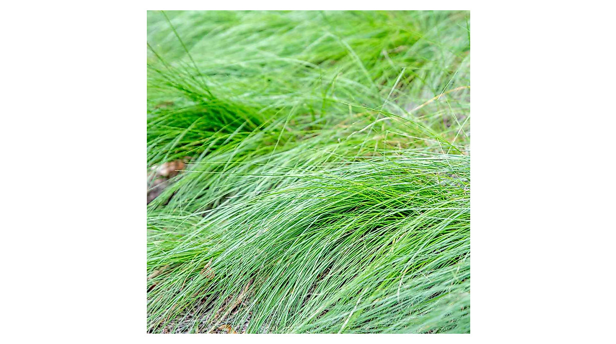 QAUZUY GARDEN 200 Prairie Dropseed Seeds (Sporobolus Heterolepis ...