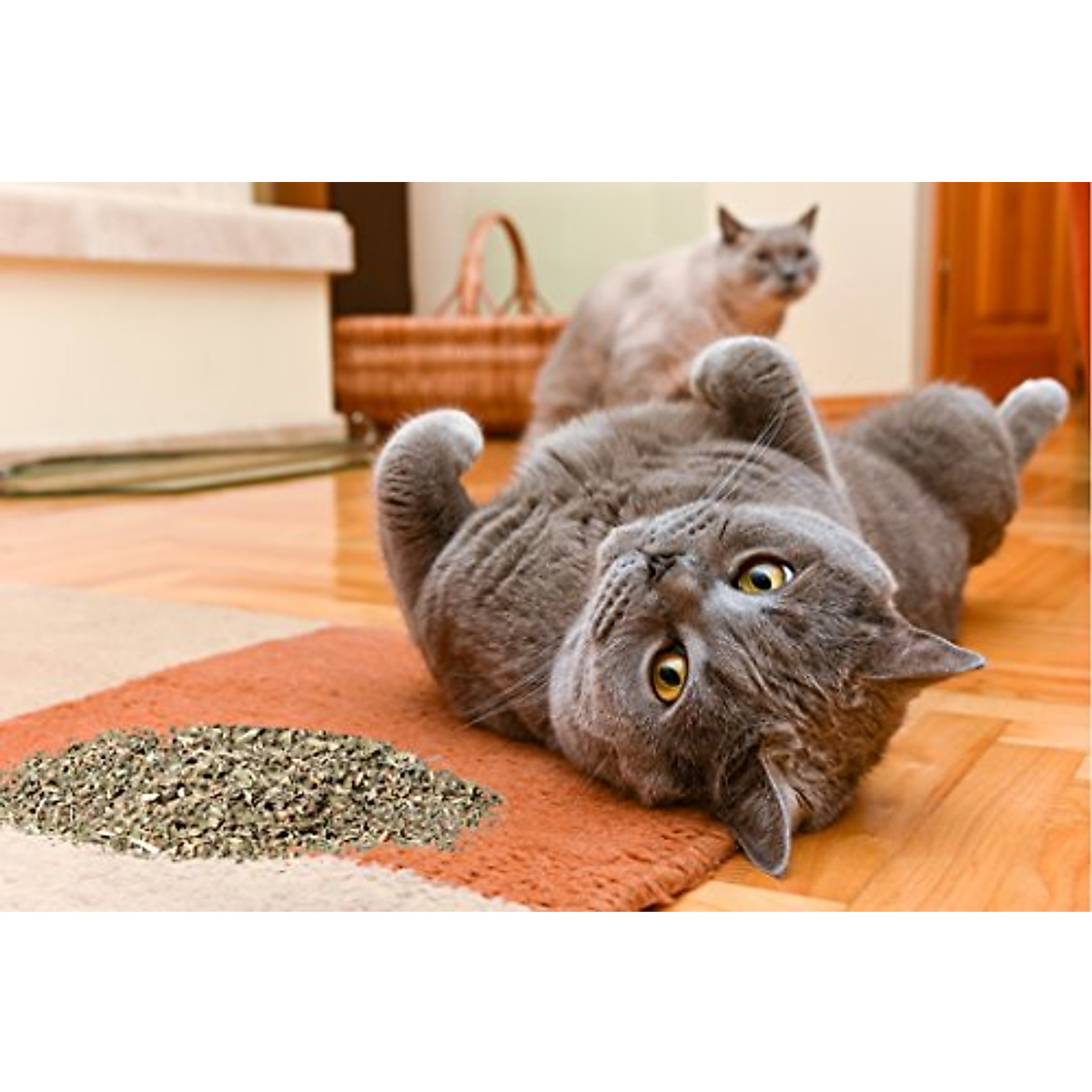 Purple Haze Catnip, Premium Blend Safe for Cats, Infused with Maximum Potency Your Kitty is Sure to Go Crazy for (1 Cup)