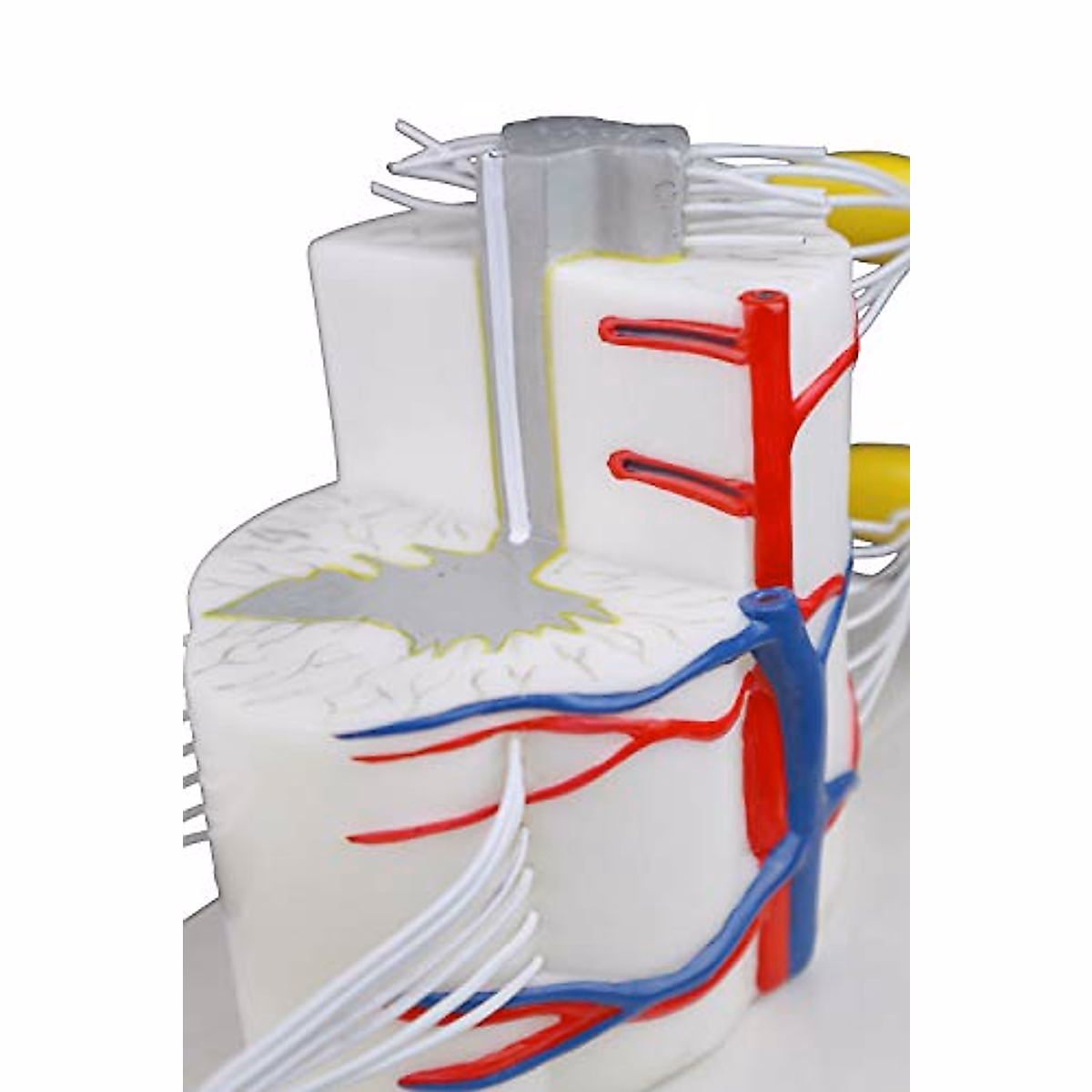 Vision Scientific VAV260 Medical Vertebral & Partial Spinal Cord|5X Life Size|Longitudinally&Cross Section Showing Grey&White Matter|Nerve Branches|Spinal Ganglion & Blood Vessels |Instruction Manual