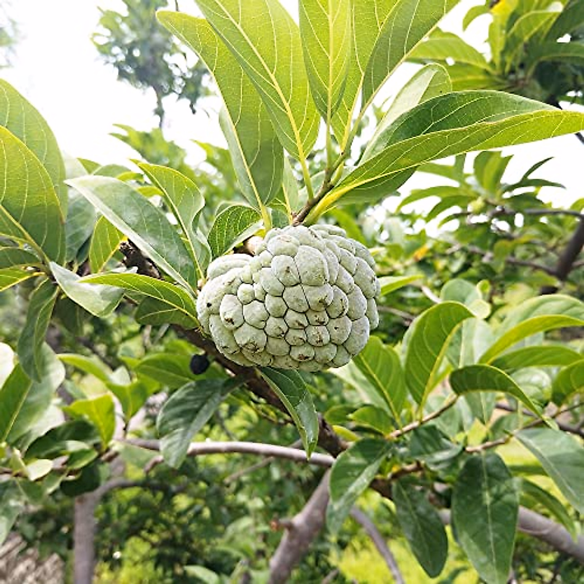 Annona Squamosa Seeds Sugar Apple, Sweetsop Tropical Fruit Tree Sweer & Creamy Fruit Hardy Patio Garden Outdoor 30Pcs Fruit Seeds by YEGAOL Garden