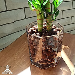 O-FarFarm Clay Pebbles for Indoor Plants, Hydroponics Supplies Clay Balls for Hydroponic Growing, 3 Sizes to Choose for Orchids, Hydroponics, Aquaculture(1qt, 10-30mm)