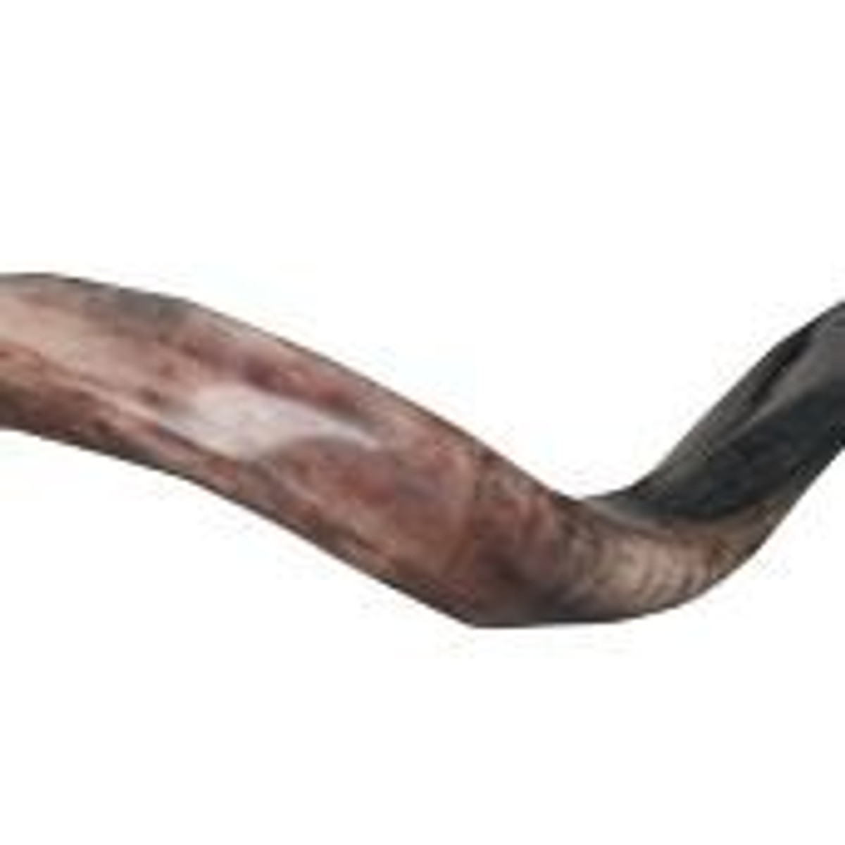 Kosher Yemenite Kudu Horn Shofar Authentic Natural Hand Made in Israel (21.7" - 24")