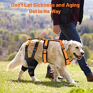 Heylaca Dog Knee Brace with Harness Adjustable Dog ACL Knee Brace for Luxating Patella, Cruciate Ligament Injury and Joint Pain, Rear Leg Braces for Medium & Large Breeds (Suitable for 50-65 LBs Dogs)