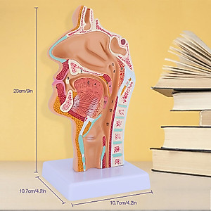 LVCHEN Human Nasal Cavity Throat Anatomy Medical Model - Human Anatomical Pharynx Larynx Model for Medical Students Study Display Teaching Medical Model