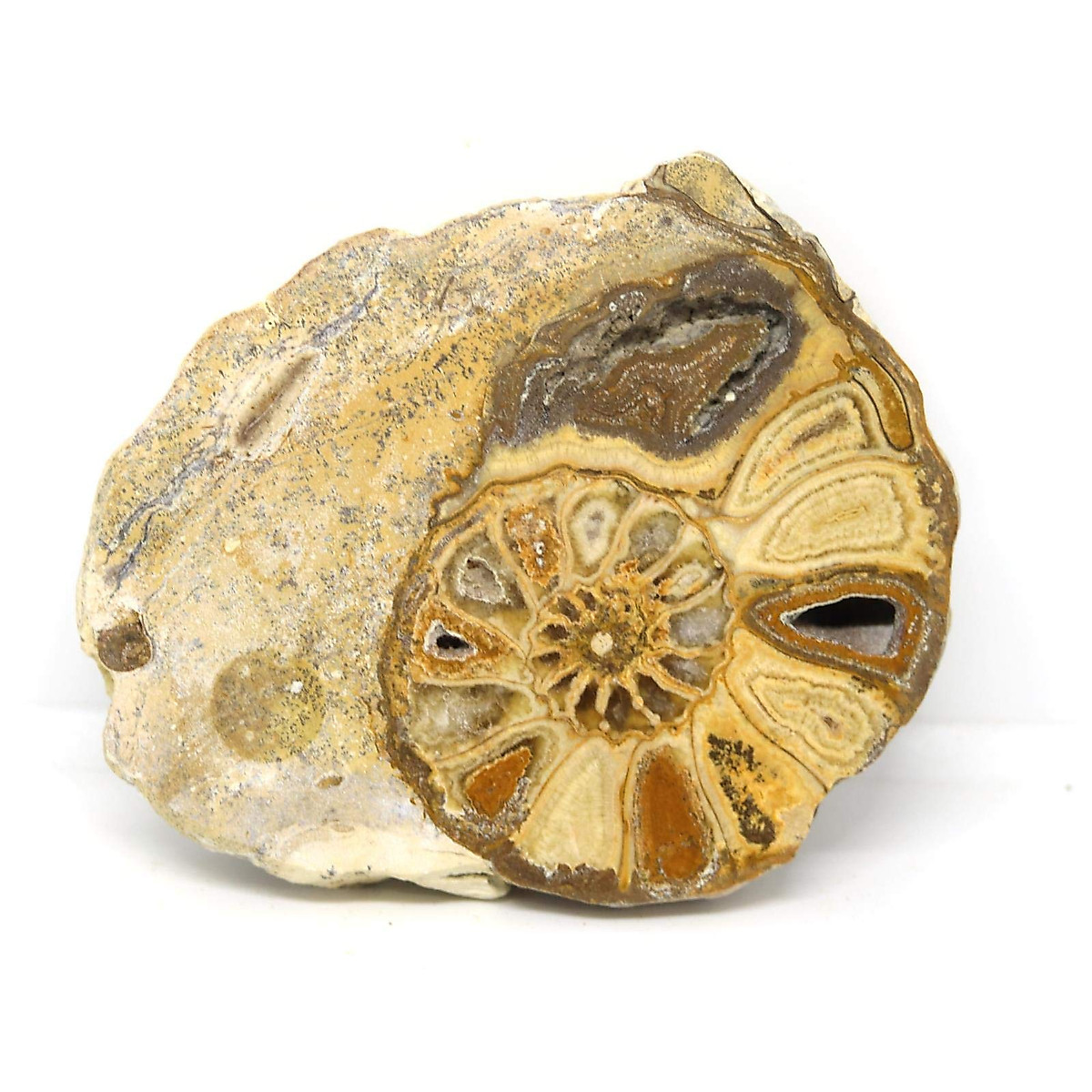 Ammonite Acanthoceras Split Polished Fossil Texas 96 MYO w/Label #16254 29o