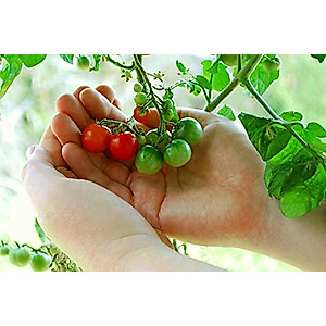 50 Tiny Tim Tomato Seeds - Patio Tomato, Dwarf Heirloom, Cherry Tomato - by RDR Seeds