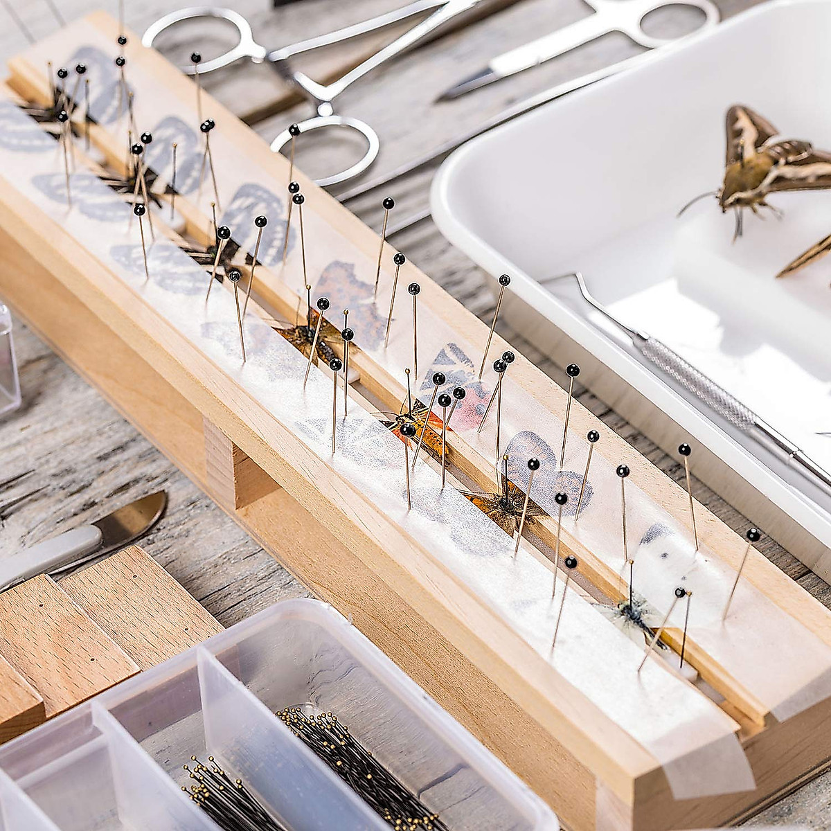 Stainless Steel Insect Pins Kit Specimen Entomology Pins Butterfly Collections Needles Variety Pack for School Lab Entomology Dissection Butterfly Collectors (500 Pieces, 5 Sizes)