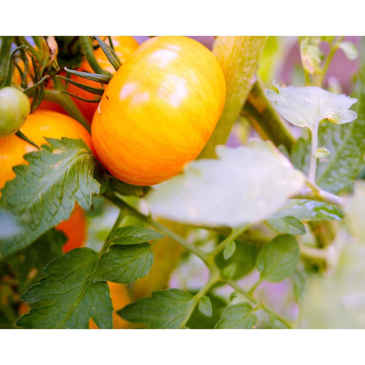 Sereniseed Certified Organic Tomato Seeds (10-Pack) – Non GMO, Open Pollinated – Cherokee Purple, Chocolate Cherry, Green Zebra, Brandywine Pink, Black Krim and More - Tomato Seeds for Planting