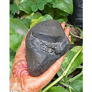 Shiva Lingam Shop Natural Shaligram, Religious Gifts, Sudarshan Saligram Stone, Sudershan Shaligram Gandaki River Nepal, Ritual Object Iconic Symbol of The God Vishnu from Nepal~I-4885
