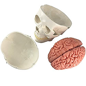 Human Skull and Brain Model, 11 Parts, Life Size, Anatomical Human Head Model W/Brain, Human Skull, for Medical Teaching Learning, Medical Students and Kids Education Display Tool