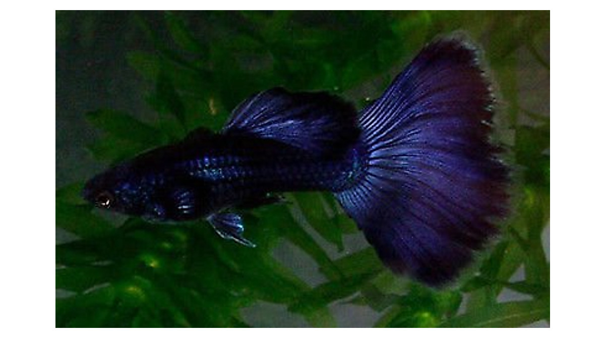 WorldwideTropicals Live Freshwater Aquarium Fish - 5-Pack of Mixed ...