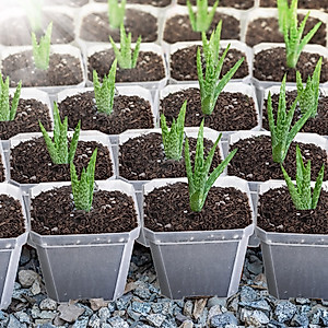 42 Pack 4 Inch Clear Plant Nursery Pot Sets with Humidity Dome and Drain Holes Include 20 Plastic Gardening Pot 20 Labels, 2 Marker Pen Seed Starting Container for Seedlings Vegetables Succulents