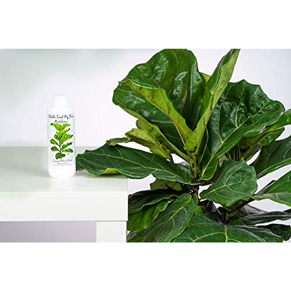 Fiddle Leaf Fig Tree Fertilizer | Ficus Plant Food | Improves Leaves and Branches | Potted Indoor Trees and House Plants Treatment by Aquatic Arts