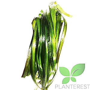Planterest - Giant Jungle Val | Vallisneria Gigantea Potted Freshwater Live Aquarium Plant BUY2GET1FREE