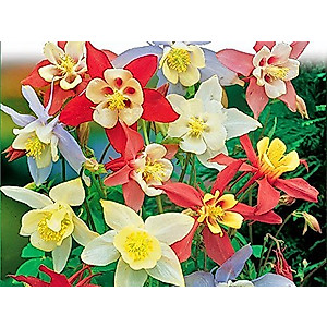 200+ Columbine McKana Giants Flower Seeds, Perennial, Aquilegia caerulea, Colorful, Attracts Bees and Hummingbirds! from USA