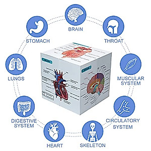 Aliwovo Venipuncture Practice kit Human Anatomy Study Cube