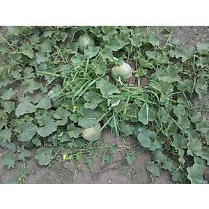 50 Minnesota Midget Cantaloupe Seeds for Planting Heirloom Non GMO 1.5+ Grams Garden Vegetable Bulk Survival Hominy