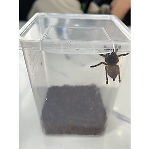 8pcs Small Reptile breeding Box Spider Terrarium freeding Box for arboreal Tarantula Scorpion Sling Lizards Mantis Jumping Spider Snail Insect Isopods (4high+4small)