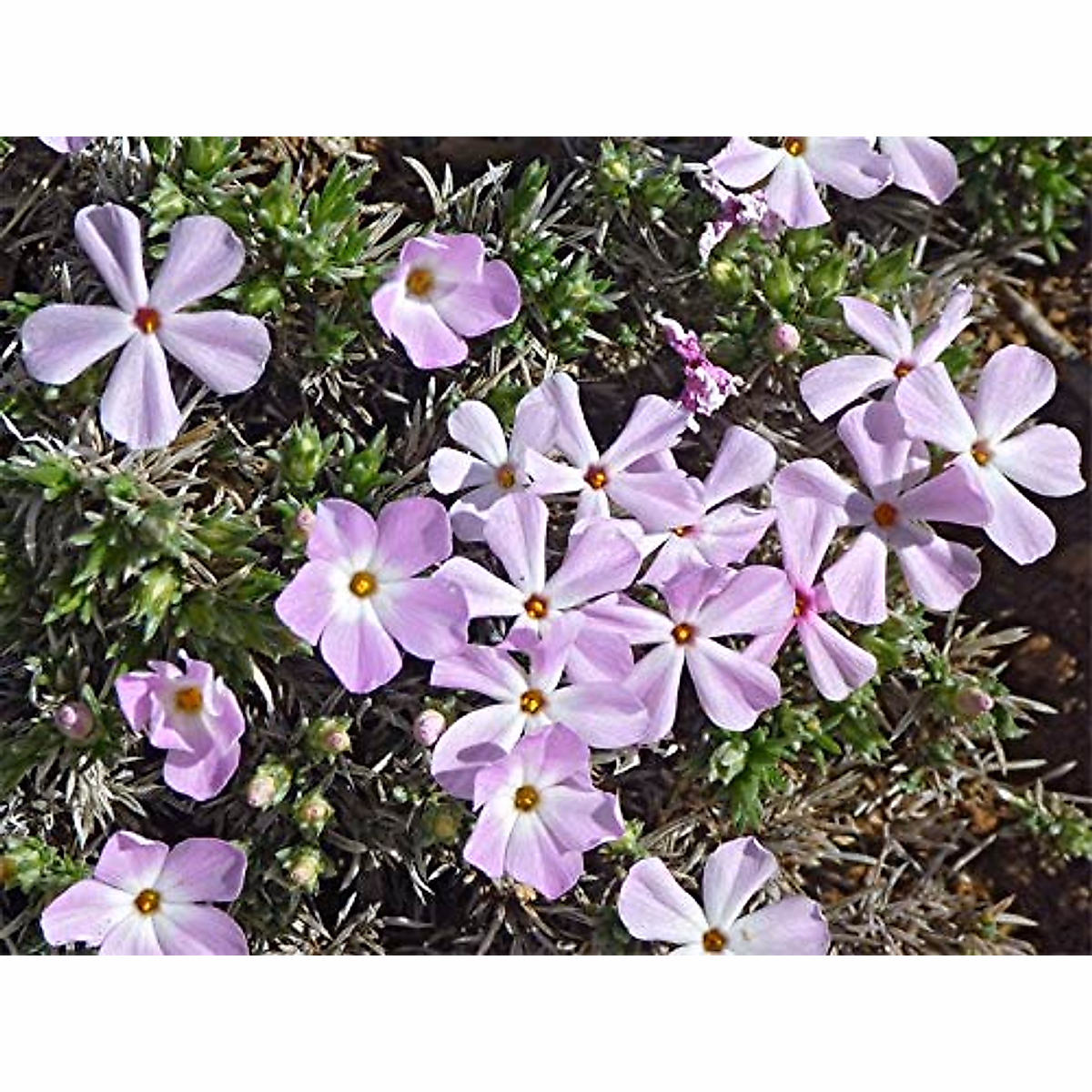 Mountain Phlox Flower Seeds, 1000+ Flower Seeds Per Packet, Non GMO & Heirloom Seeds, (Isla's Garden Seeds), Scientific Name: Phlox stansburyi