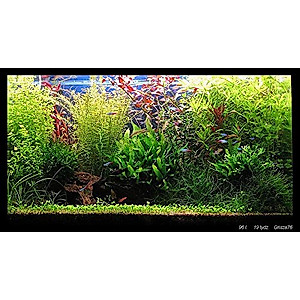 Java Fern – Mature, Healthy, Super Easy Live Aquarium Plant 5-6 in. Great for Betta Guppy Cherry Shrimp! by Aquatic Discounts. BUY2GET1FREE!