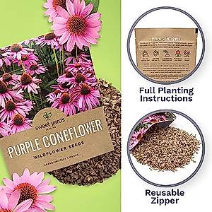 Purple Coneflower Seeds – Extra Large Packet – Over 3,000 Open Pollinated Non-GMO Wildflower Seeds – Echinacea purpurea
