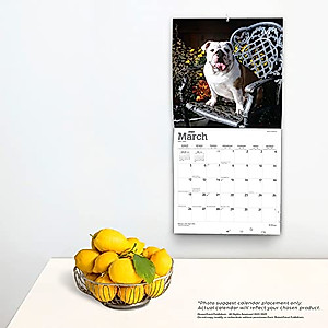 Bulldogs | 2023 12 x 24 Inch Monthly Square Wall Calendar | Foil Stamped Cover | BrownTrout | Animals Dog Breeds DogDays