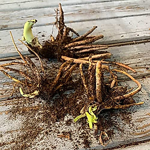 Daylily Roots - Fragrant Rebloomer Mix - 25 Roots - Mixed Flower Bulbs, Root Attracts Bees, Attracts Butterflies, Attracts Hummingbirds, Attracts Pollinators, Easy to Grow & Maintain, Fast Growing