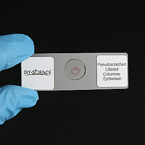 Prepared Epithelium Types Microscope Slides Set, Excellent 11pcs Specimens Representing The Major Types of Epithelium